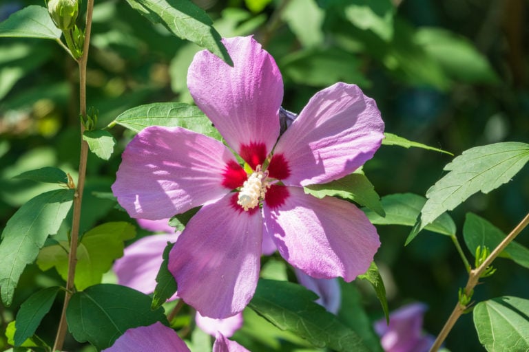 17 Moisture Loving Perennial Plants That Thrive In Wet Soil