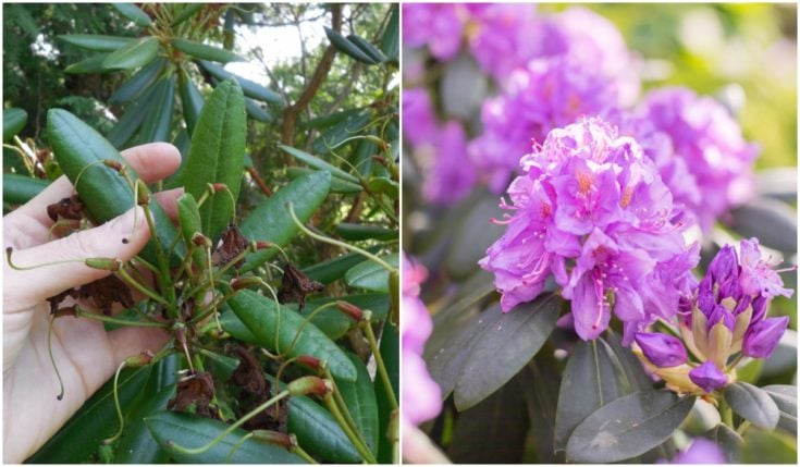 Rhododendron Not In Bloom