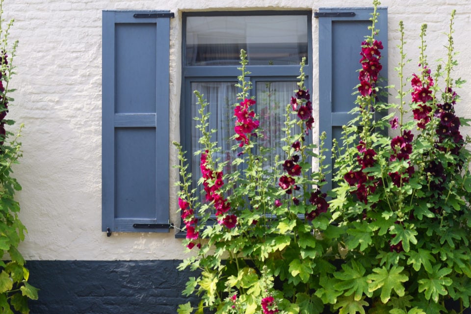 10 Tips For Heavenly Hollyhock Blooms