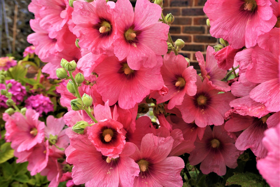 10 Tips For Heavenly Hollyhock Blooms