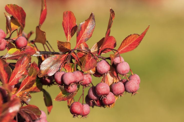 20+ All-Year-Round Plants That Look Stunning In Every Season