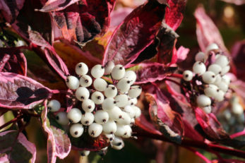 20+ All-Year-Round Plants That Look Stunning In Every Season