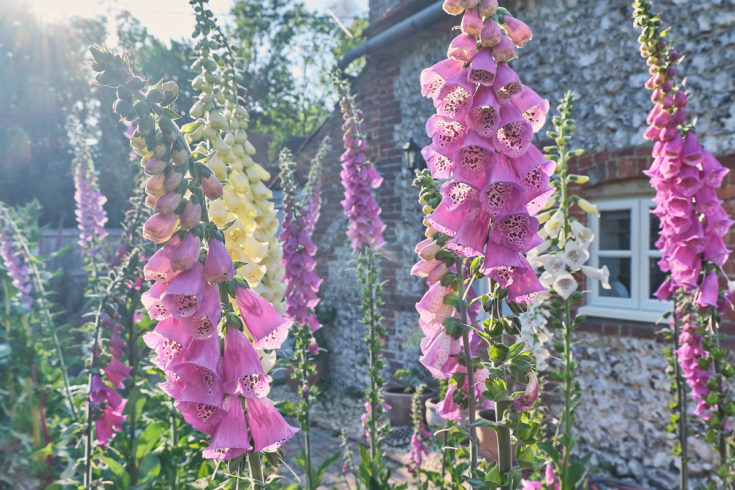 10 Secrets For Beautiful Foxglove Flowers