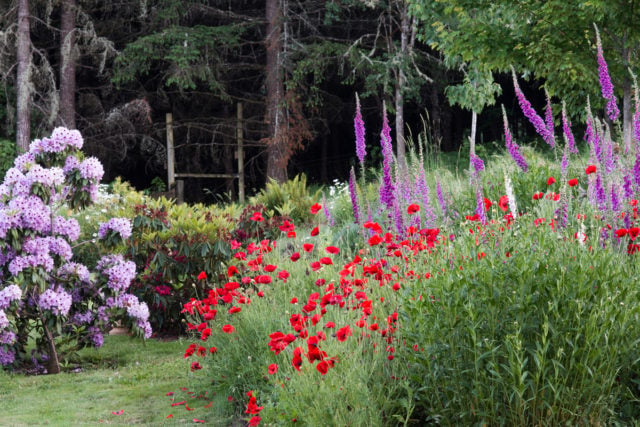 10 Secrets For Beautiful Foxglove Flowers