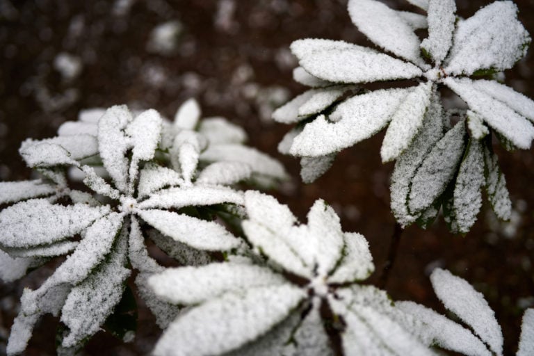 20+ All-Year-Round Plants That Look Stunning In Every Season