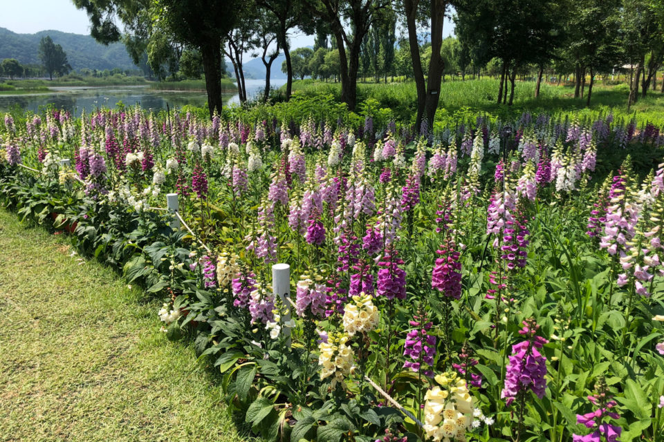 10 Secrets For Beautiful Foxglove Flowers