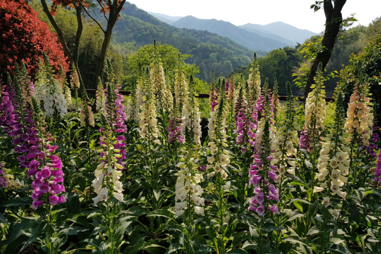 10 Secrets For Beautiful Foxglove Flowers