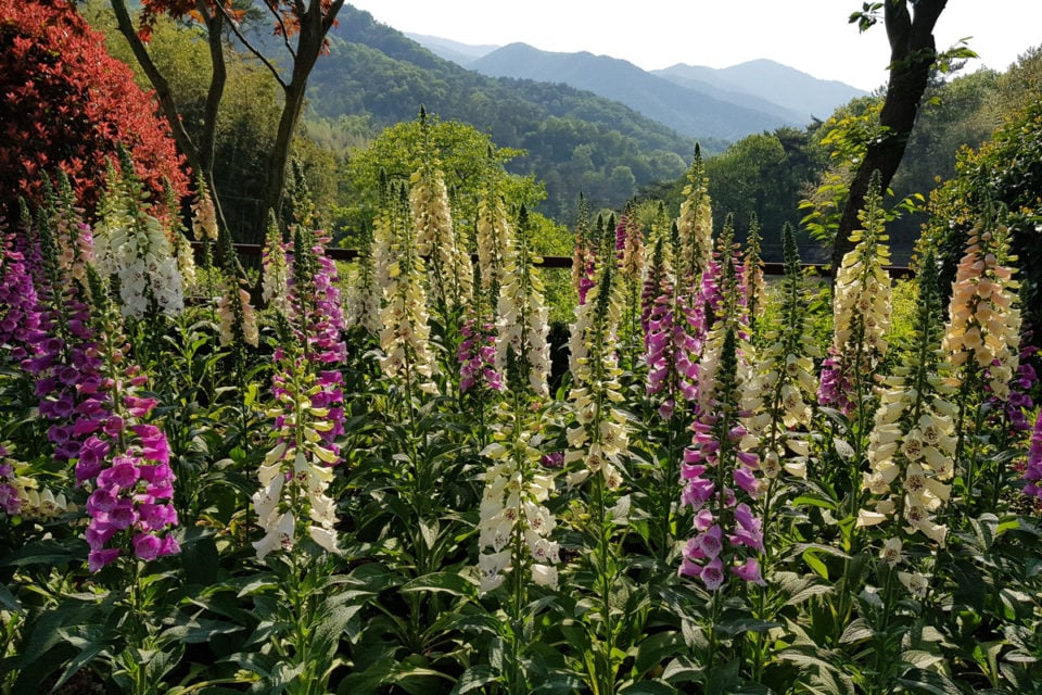 10 Secrets For Beautiful Foxglove Flowers
