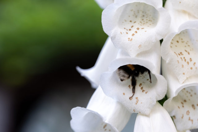 10 Secrets For Beautiful Foxglove Flowers