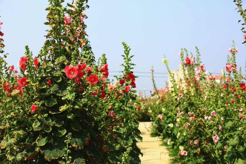 10 Tips For Heavenly Hollyhock Blooms