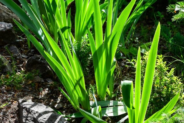 How To Care For Irises After Blooming - Not Just Deadheading