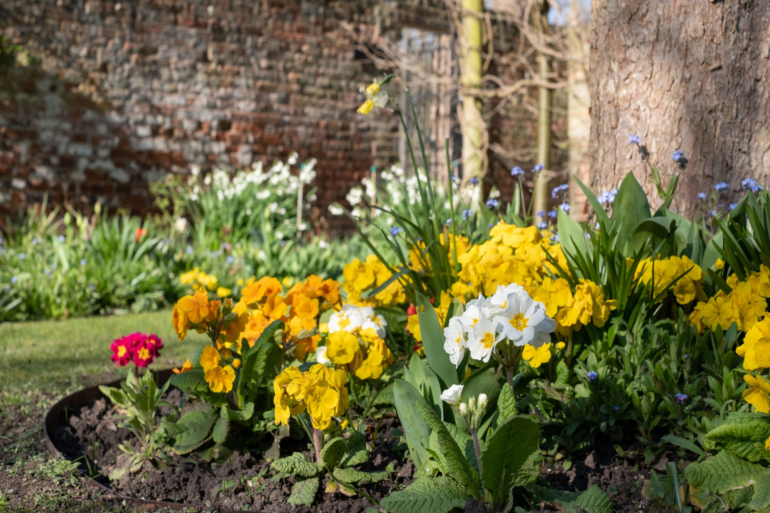 15 Perennials That Benefit From a Summer Pruning
