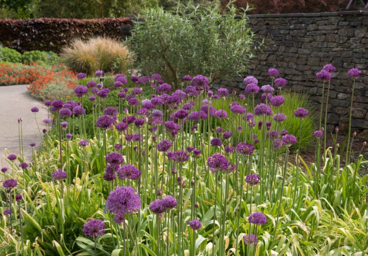 What To Do With Alliums After Flowering
