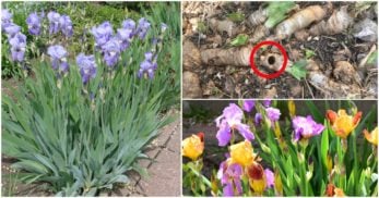 6 Reasons Why Your Irises Didn't Bloom (& Fixing It For Next Year)