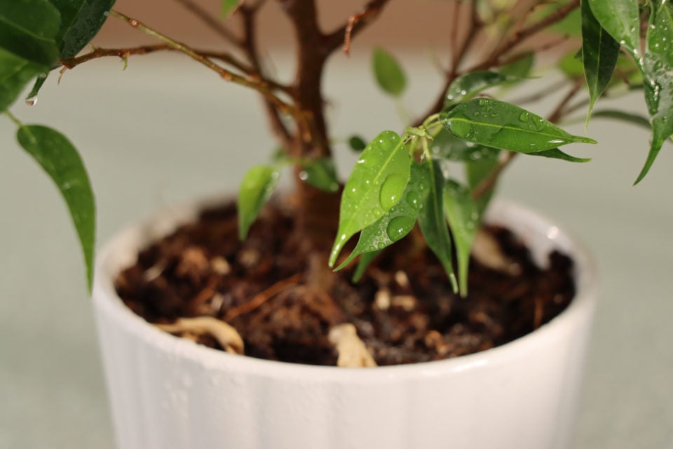 Why You Should Stop Misting Your Houseplants (& What To Do Instead)