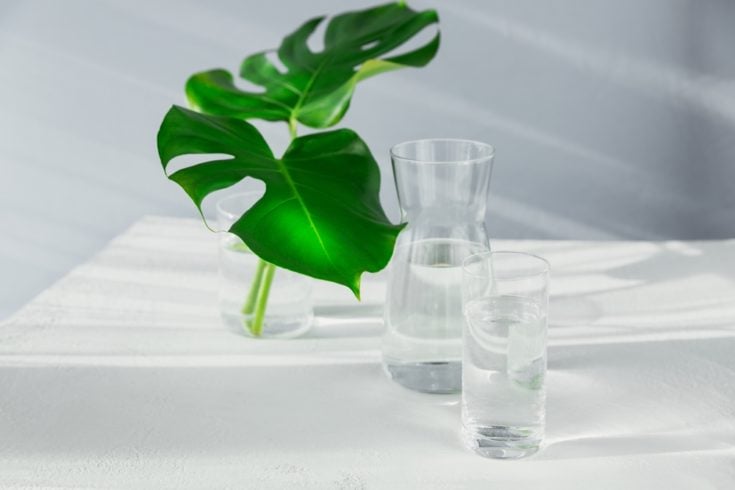 How To Grow Monstera In Water Long-Term