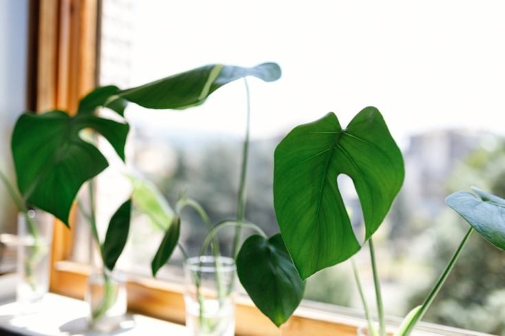 How To Grow Monstera In Water Long-Term