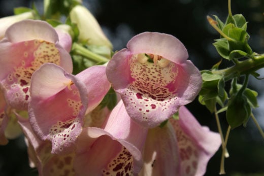 What To Do With Foxgloves After Flowering