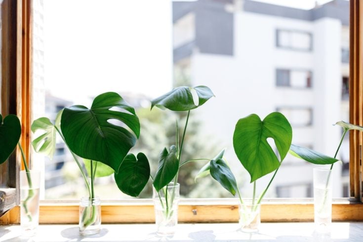 How To Grow Monstera In Water Long-Term