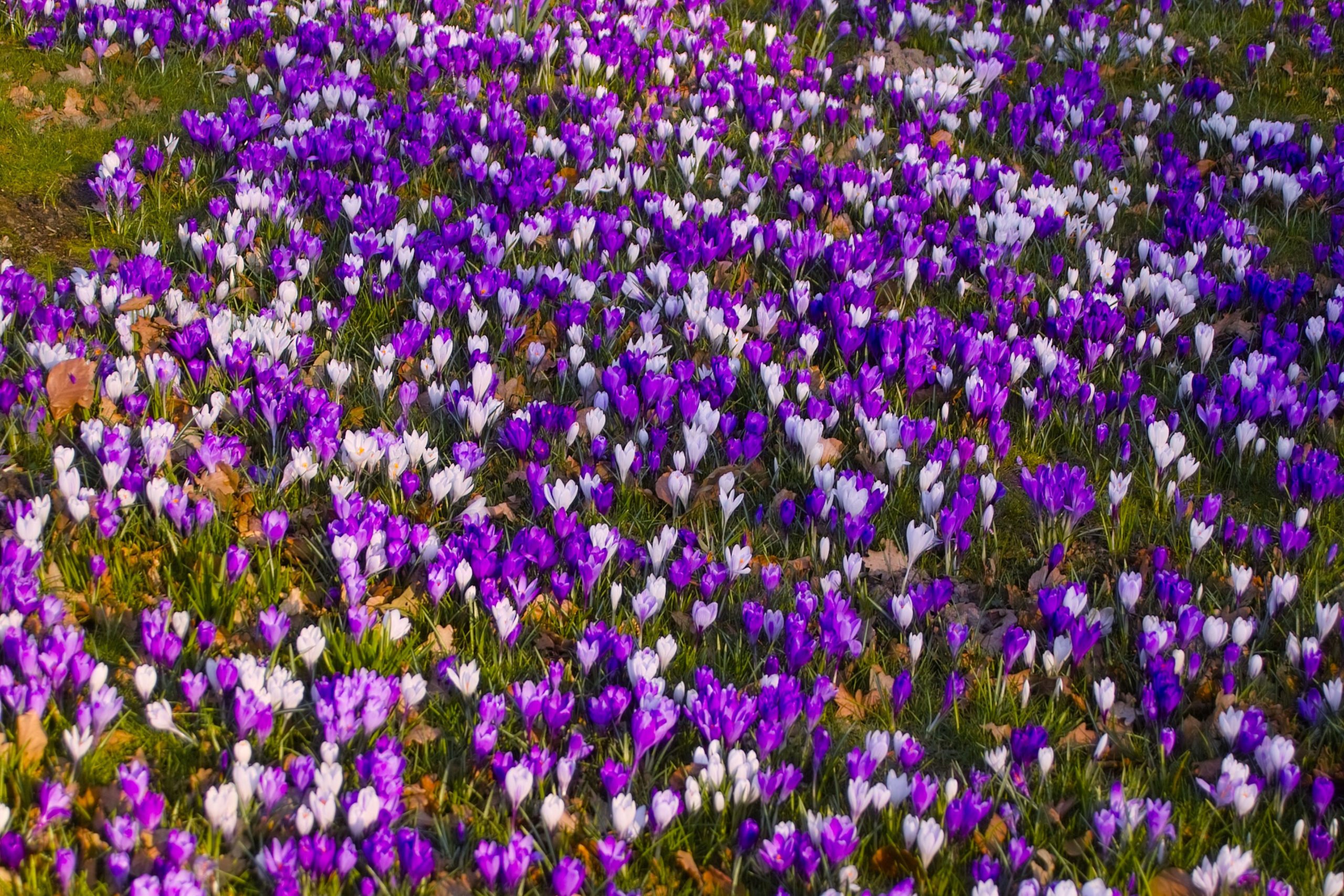 Naturalizing Bulbs in Your Lawn - Everything You Need to Know