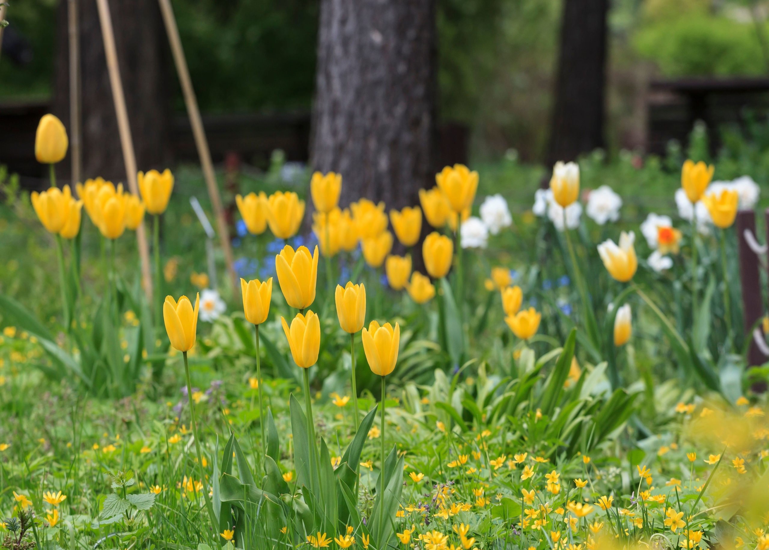 Naturalizing Bulbs in Your Lawn - Everything You Need to Know