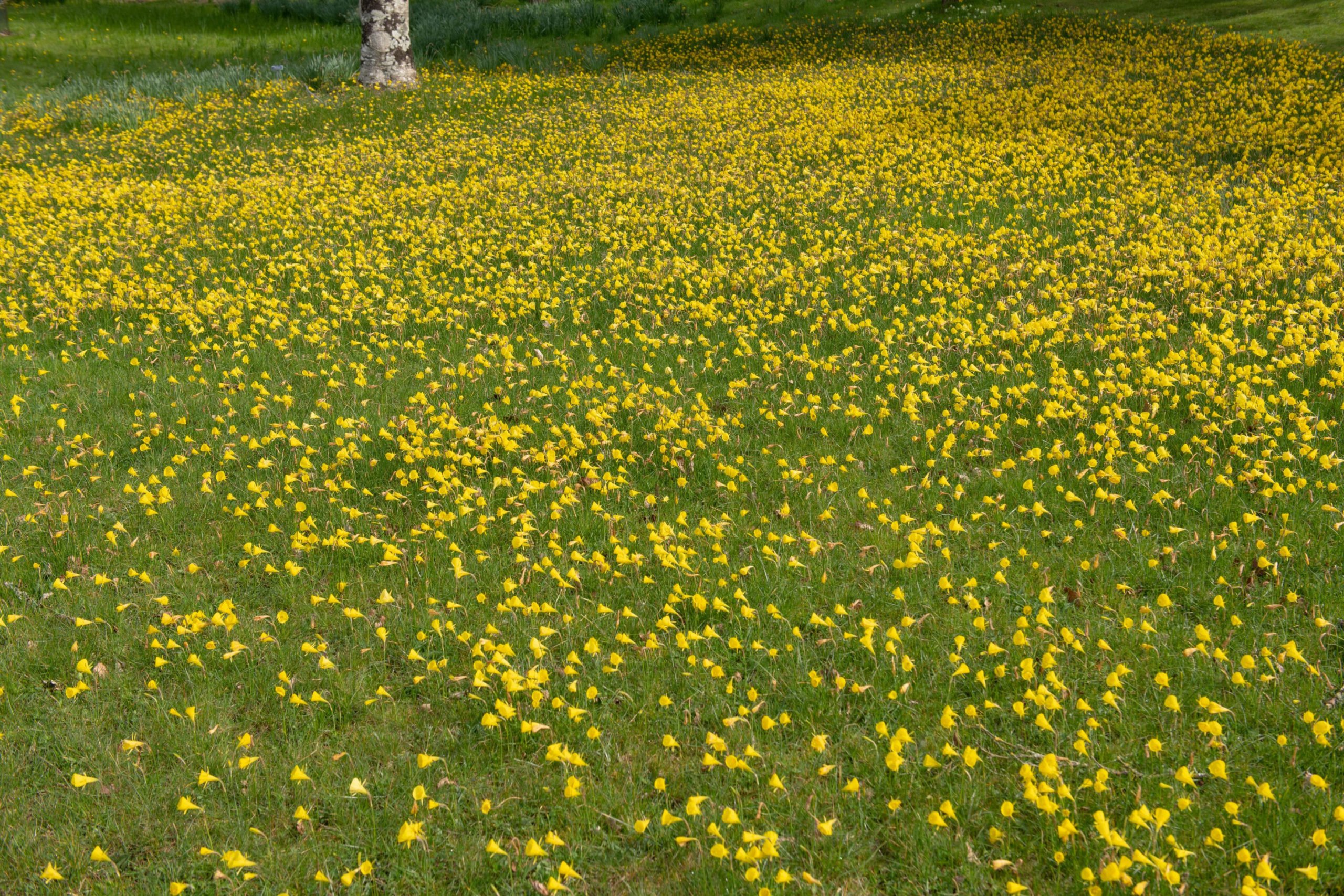 Naturalizing Bulbs in Your Lawn - Everything You Need to Know