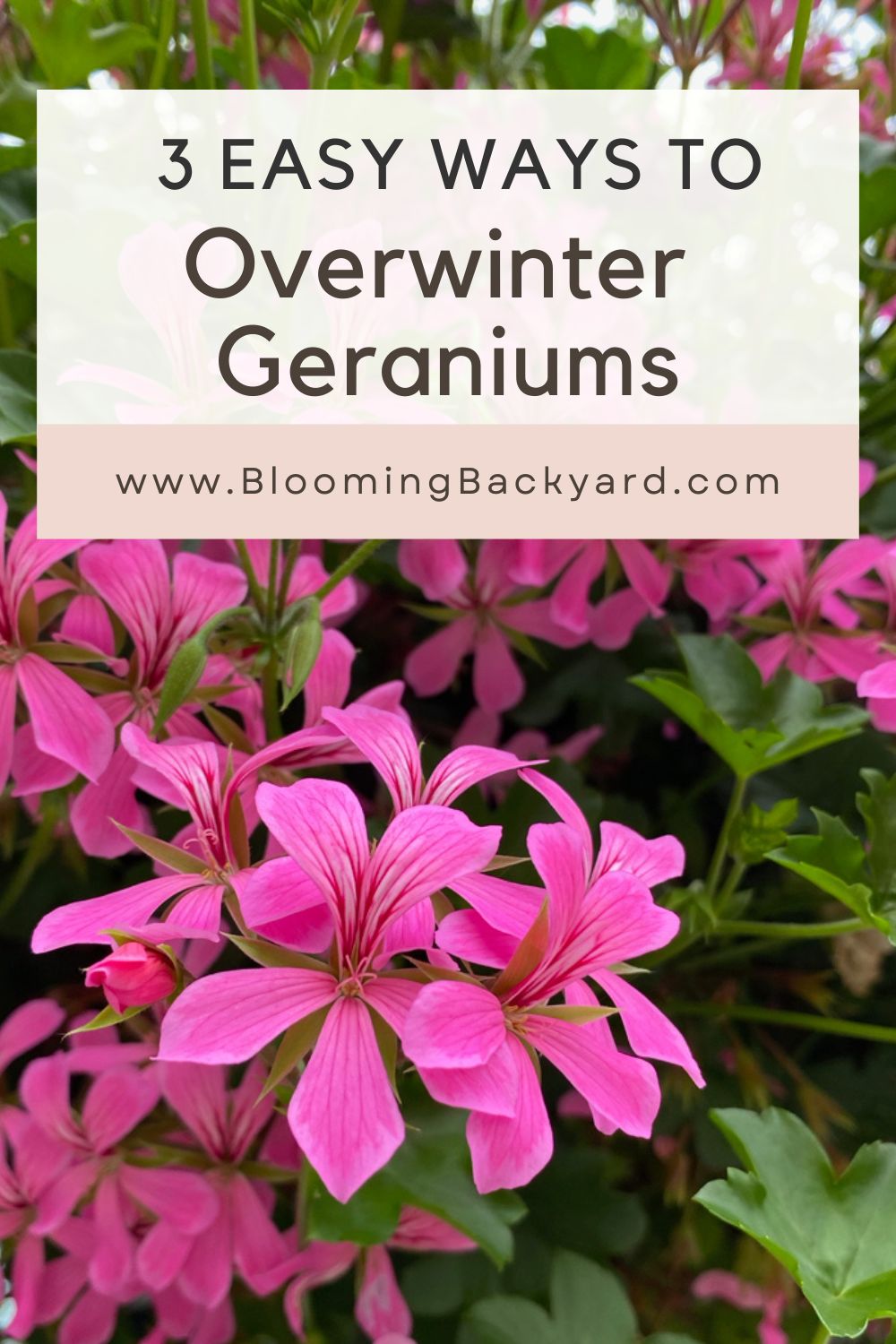 3 Ways to Overwinter Your Geraniums (Pelargoniums) - A Step-by-Step Guide