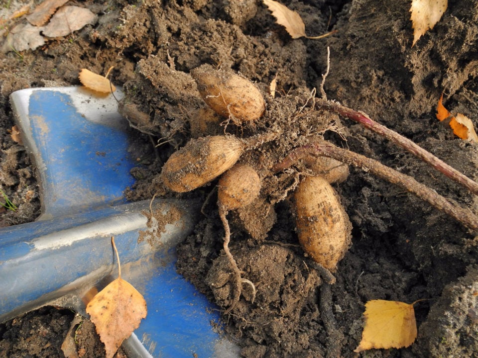 How to Overwinter Dahlia Tubers (A Step-by-Step Guide)