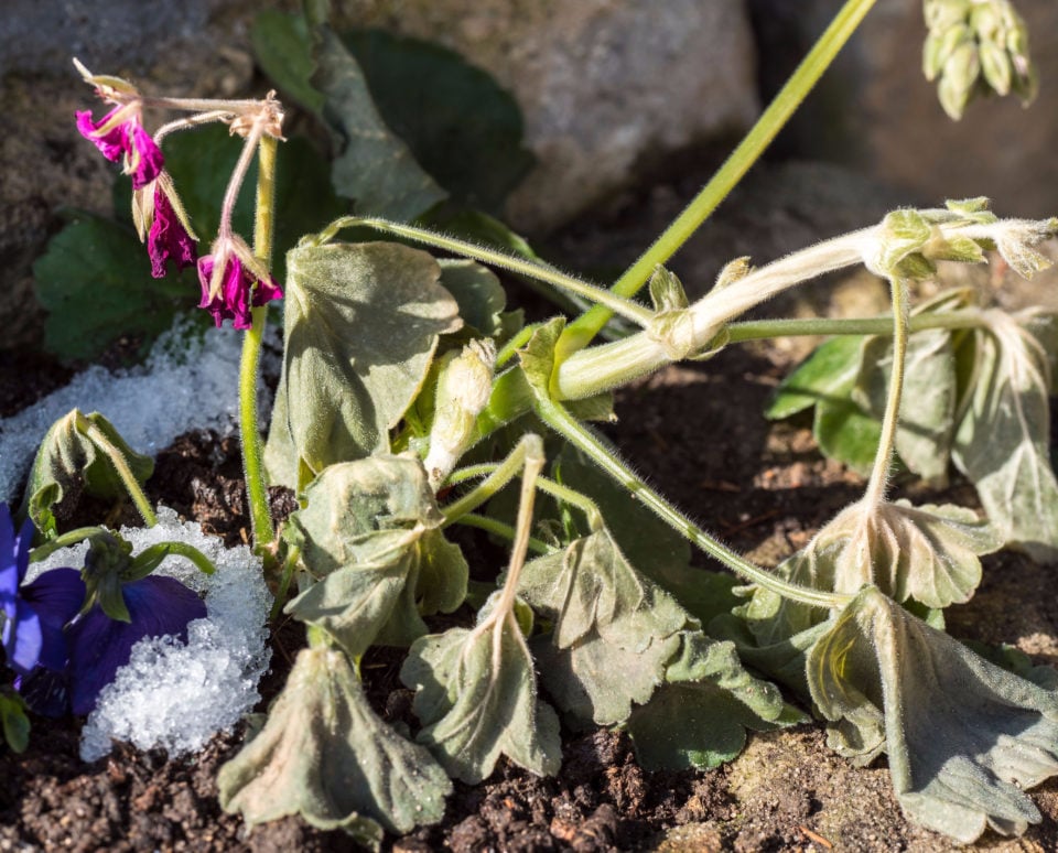 3 Ways to Overwinter Your Geraniums (Pelargoniums) - A Step-by-Step Guide