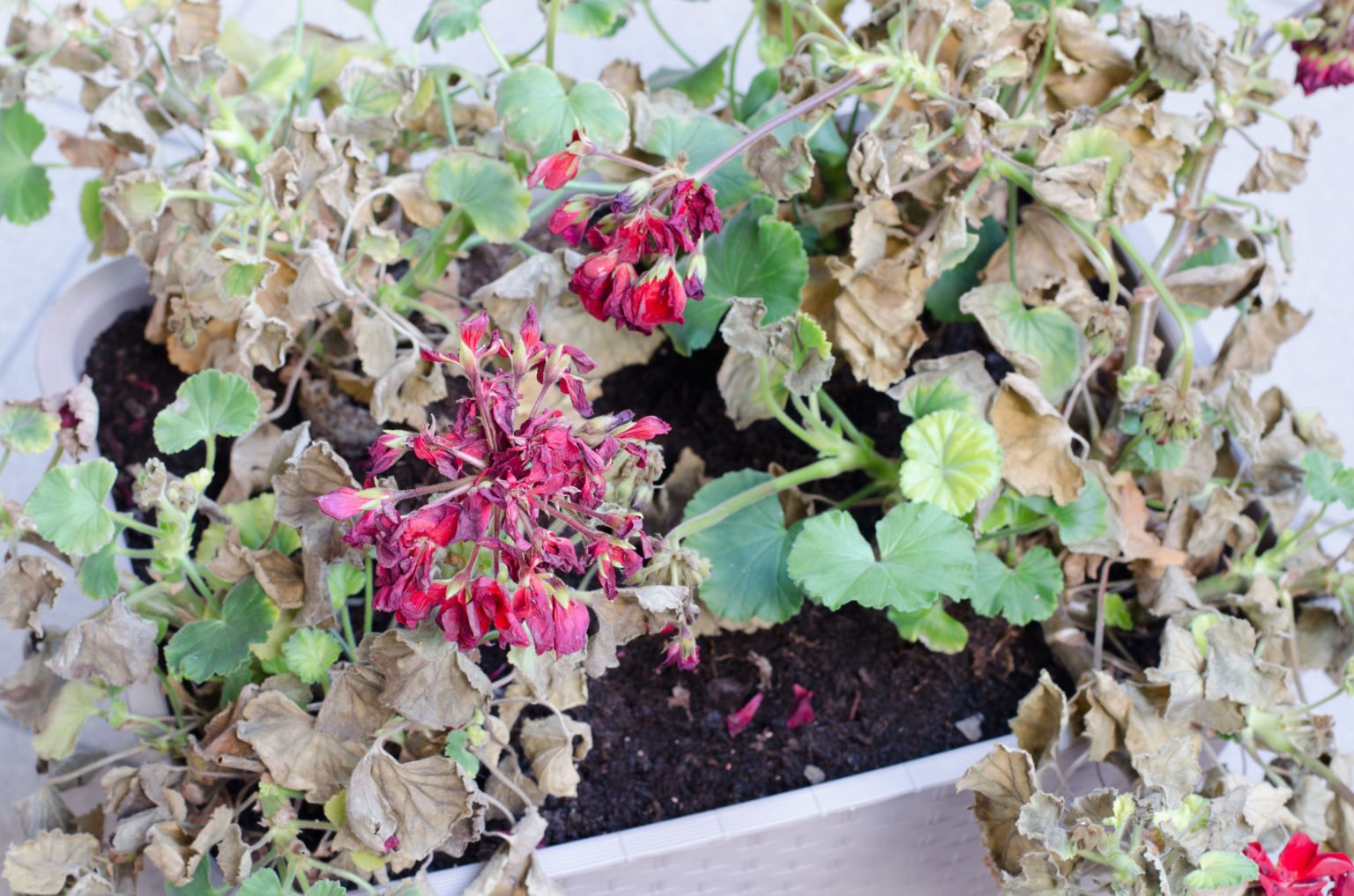 3 Ways to Overwinter Your Geraniums (Pelargoniums) - A Step-by-Step Guide
