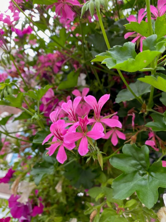 3 Ways to Overwinter Your Geraniums (Pelargoniums) - A Step-by-Step Guide