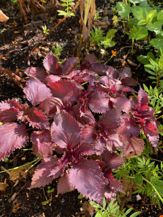 How to Plant a Rainbow Garden (+ 3 Garden Layouts that Work)