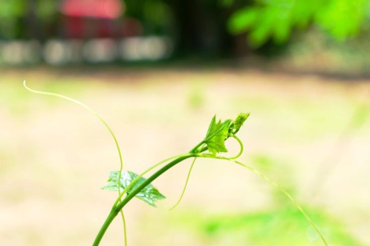 12 Climbing Plants & Flowering Vines That Thrive In Shady Spots
