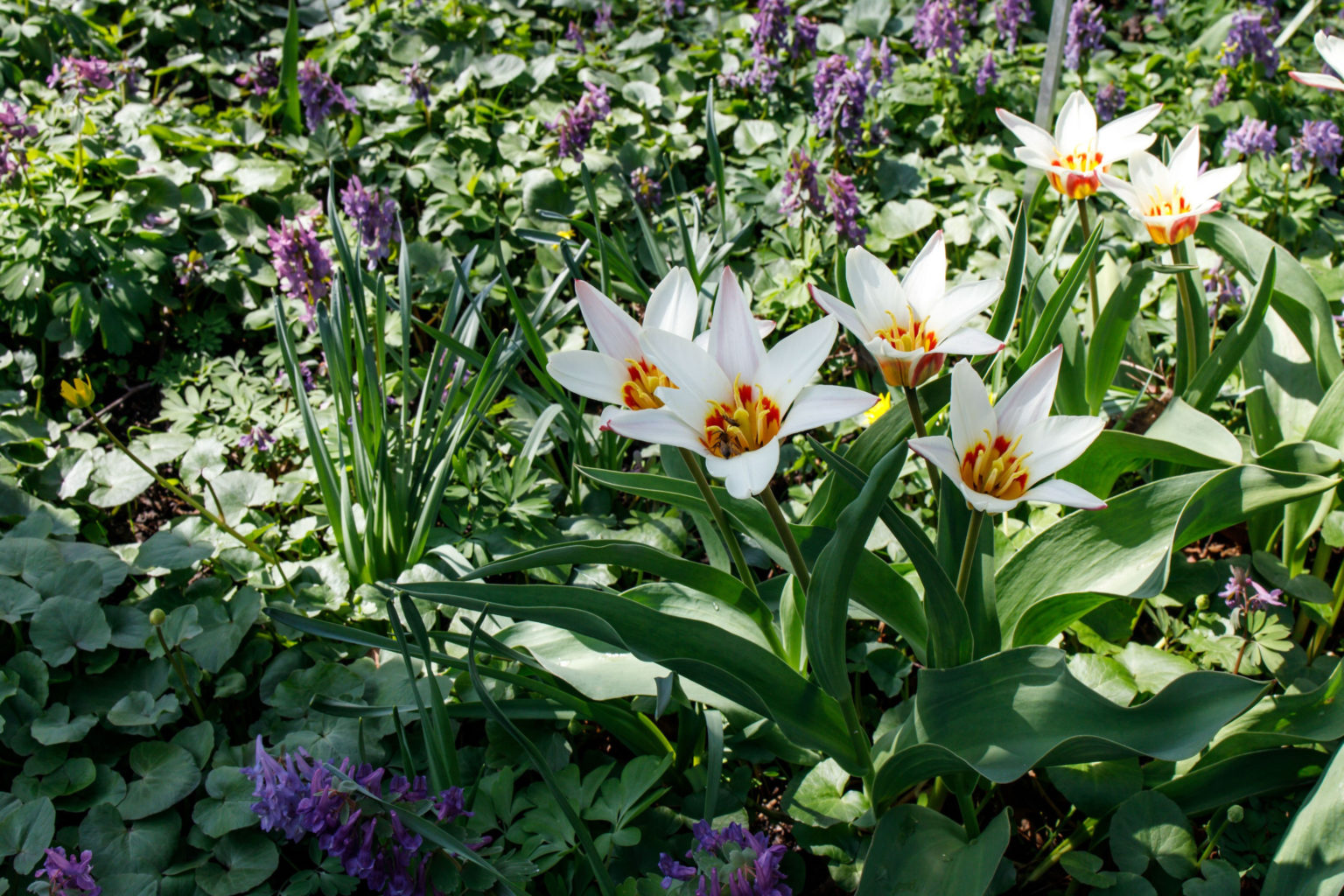 Naturalizing Bulbs in Your Lawn - Everything You Need to Know