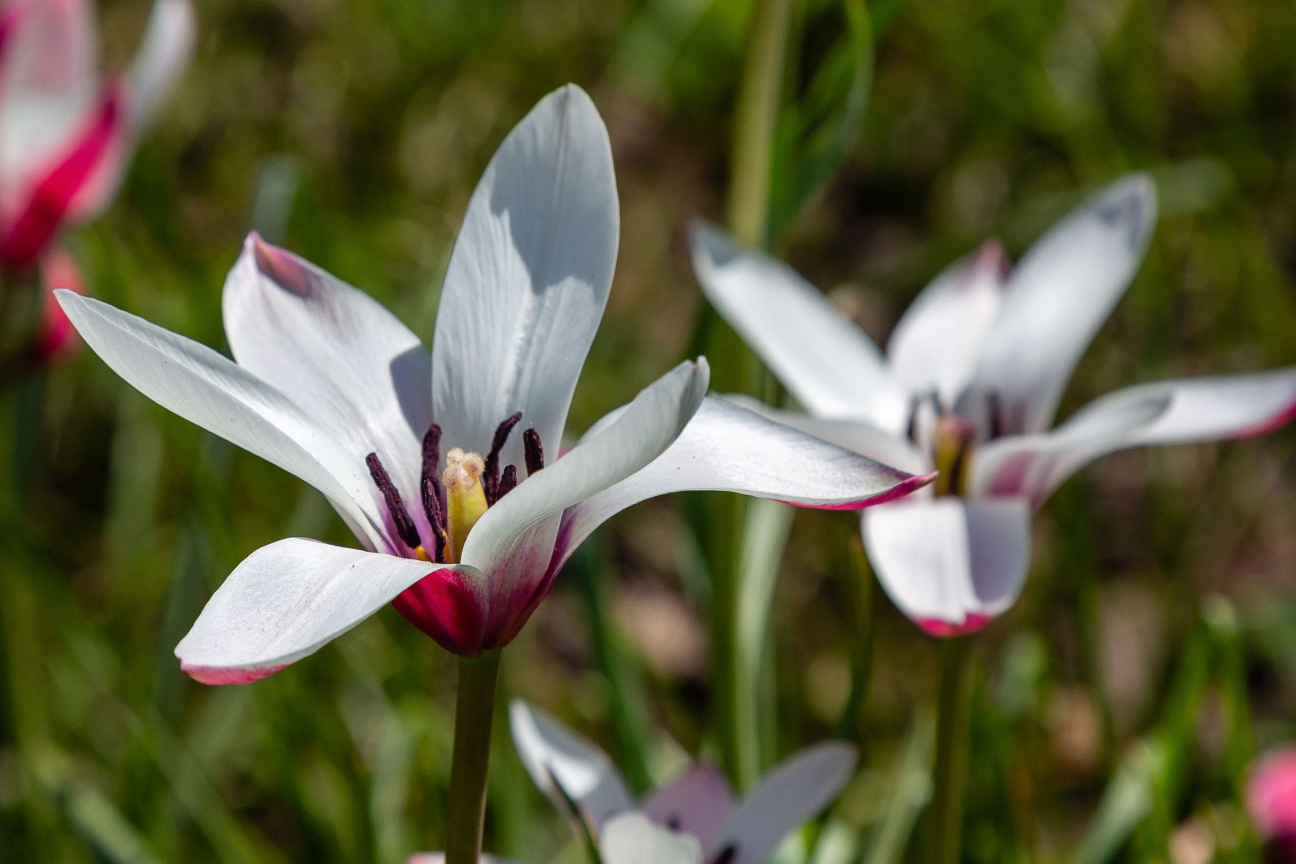 Naturalizing Bulbs in Your Lawn - Everything You Need to Know
