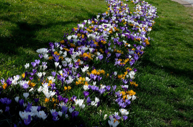 Naturalizing Bulbs in Your Lawn - Everything You Need to Know