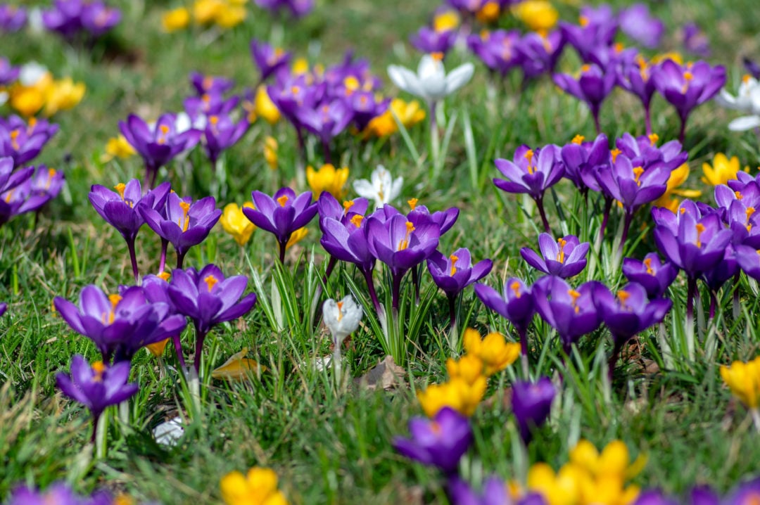 Naturalizing Bulbs in Your Lawn - Everything You Need to Know