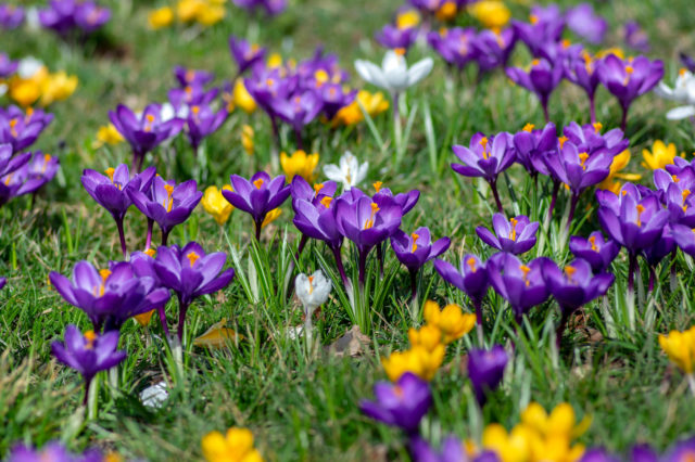 Naturalizing Bulbs in Your Lawn - Everything You Need to Know