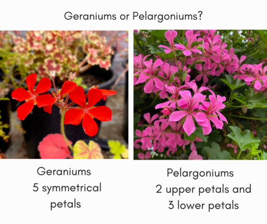 3 Ways to Overwinter Your Geraniums (Pelargoniums) - A Step-by-Step Guide
