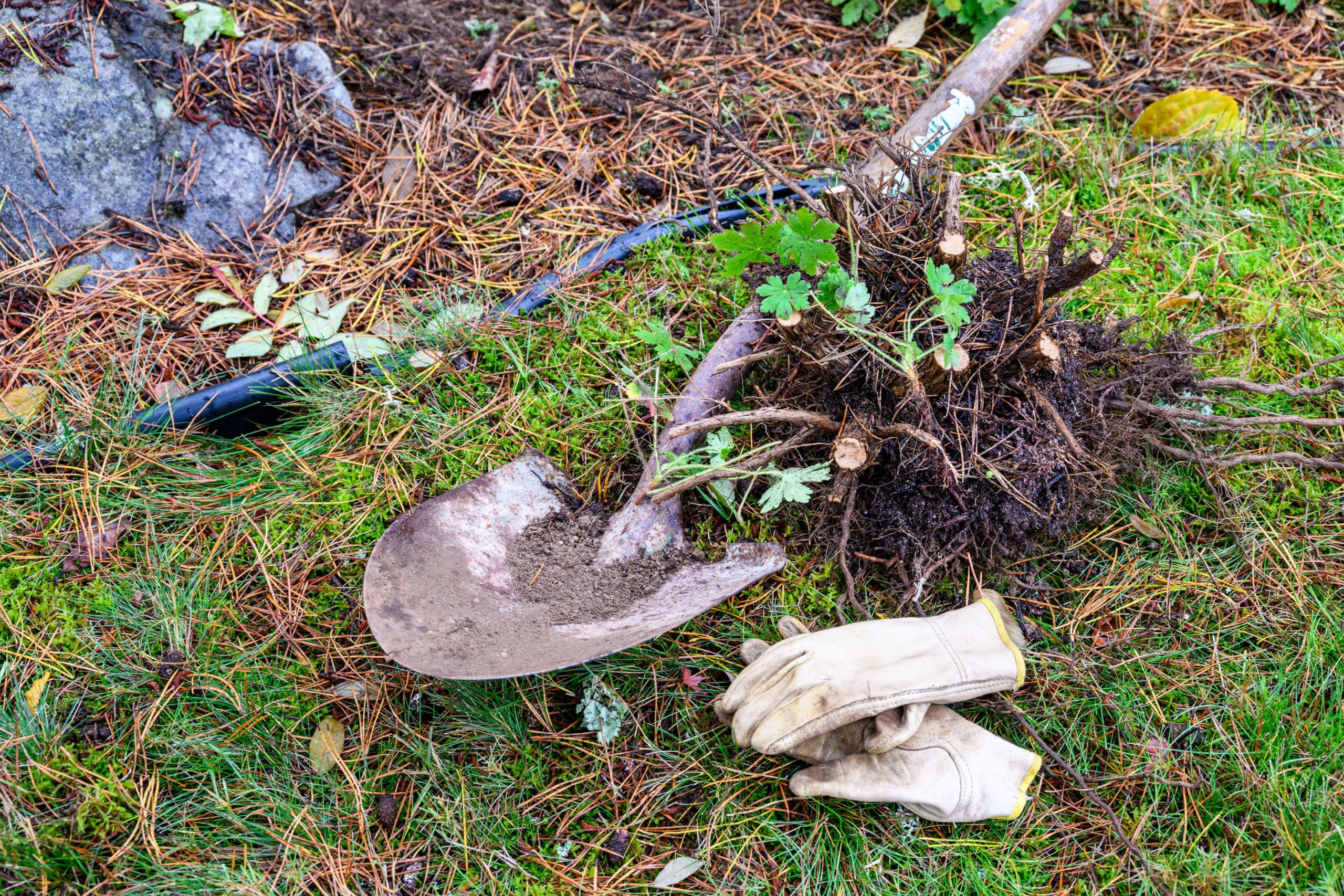 3 Ways to Overwinter Your Geraniums (Pelargoniums) - A Step-by-Step Guide
