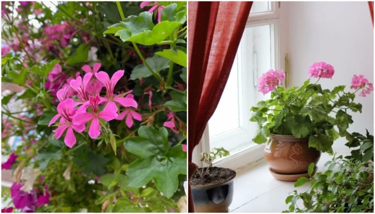 3 Ways to Overwinter Your Geraniums (Pelargoniums) - A Step-by-Step Guide