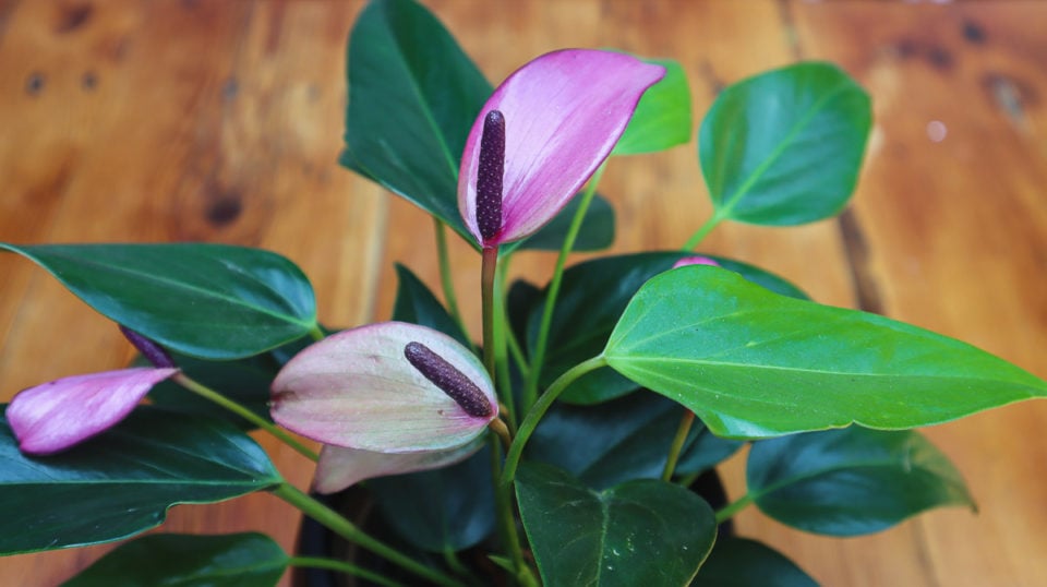How To Propagate Anthuriums - Two Ways!