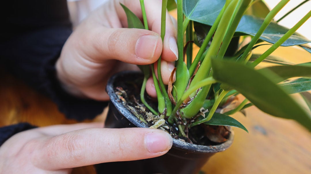 How To Propagate Anthuriums - Two Ways!