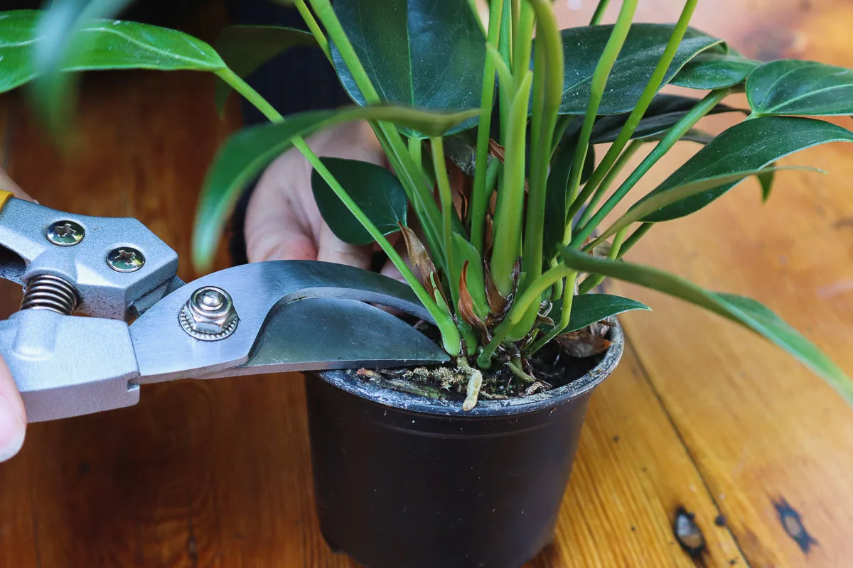 How To Propagate Anthuriums - Two Ways!