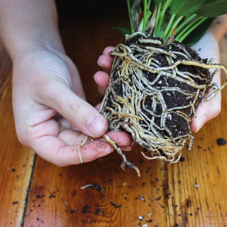 How To Propagate Anthuriums - Two Ways!