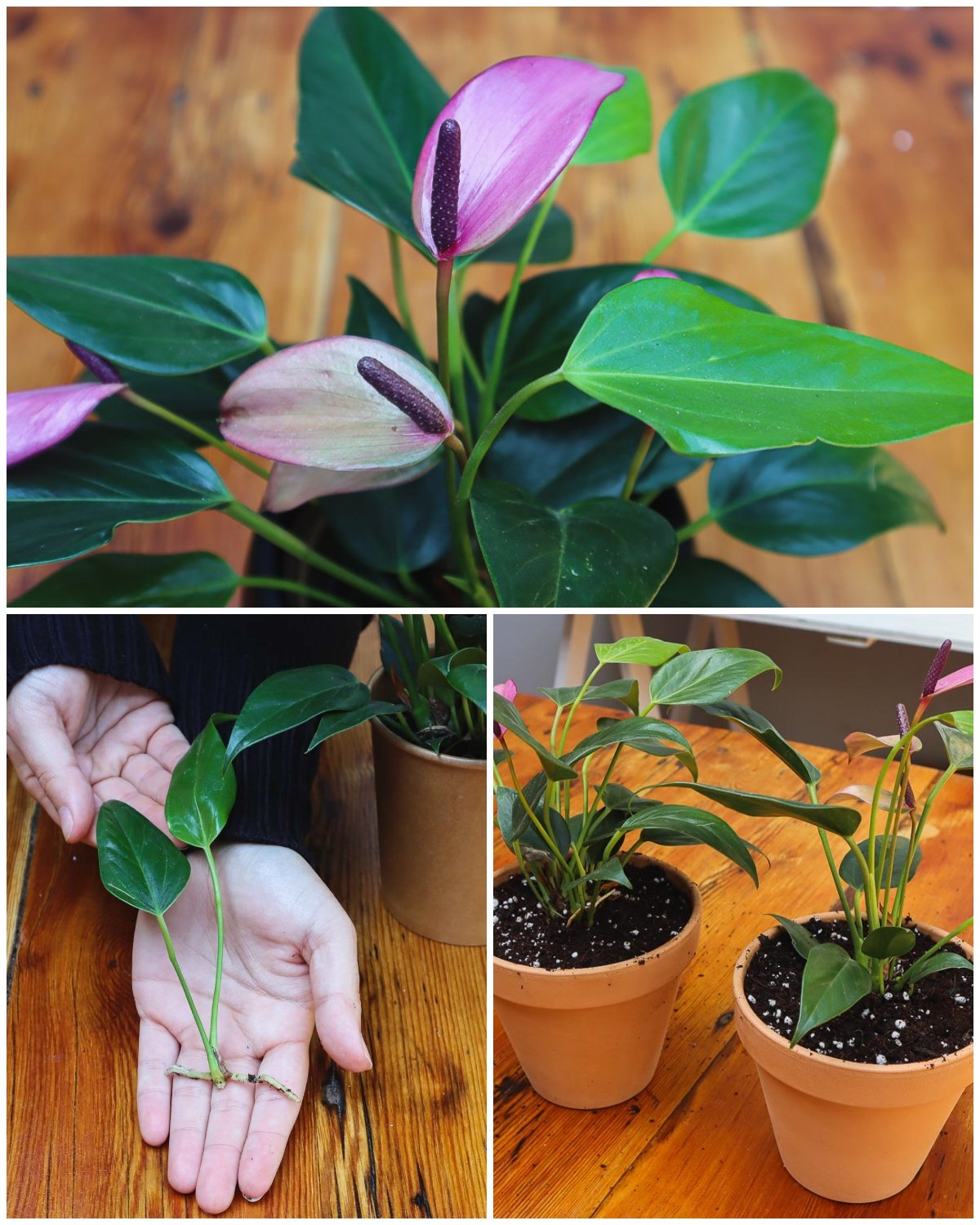 How To Propagate Anthuriums - Two Ways!