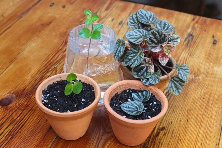 How To Propagate Peperomias From Leaf Or Stem (With Photos)