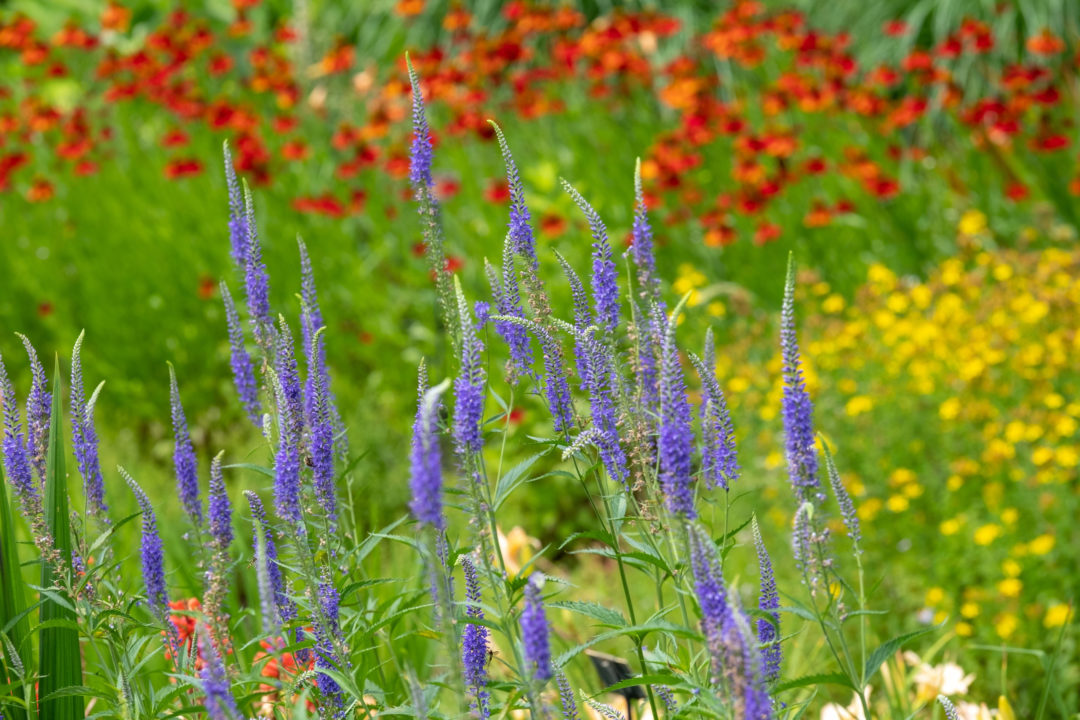 How to Plant a Rainbow Garden (+ 3 Garden Layouts that Work)