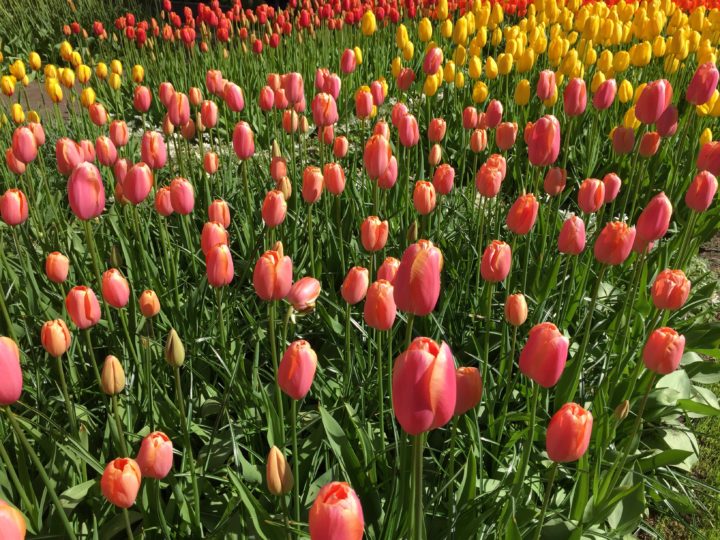 15 Tulip Types & Most Popular Cultivars (With Photos)