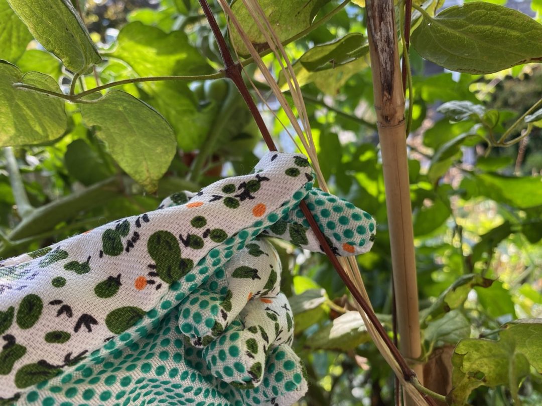 3 Essential Jobs to Prepare Your Clematis for Winter